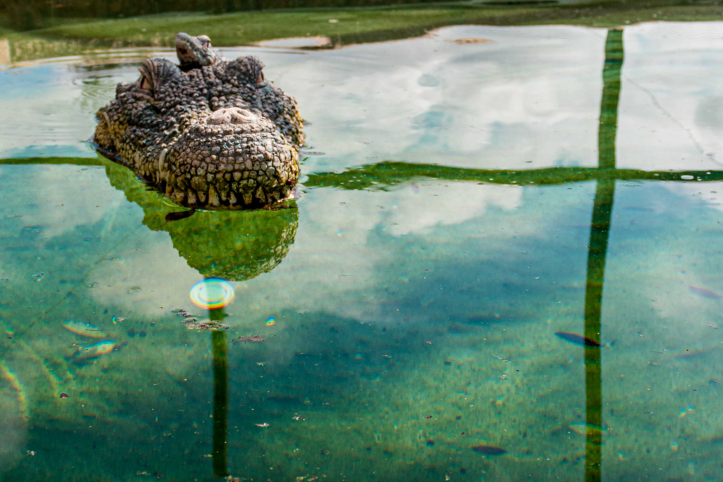 Phosphate: Why your pool keeps turning green - Doc Deans Pools